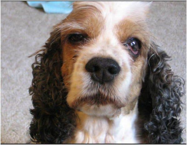 Health Condition Threatens Dog Vision - Fidose of Reality