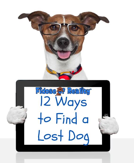 57 How To Find A Lost Chihuahua Photo Bleumoonproductions
