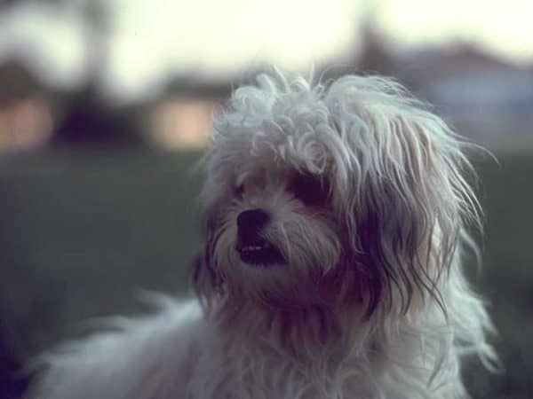 Comprehensive List of Resources to Find Lost Dogs - Fidose of Reality