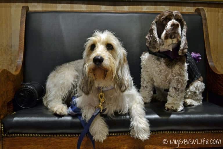 How to Control Lip Fold Dermatitis in Dogs - Fidose of Reality