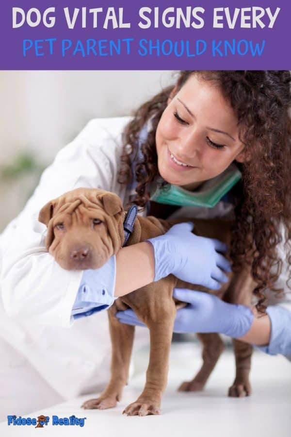Dog Vital Signs Every Dog Parent Should Know - Fidose of Reality