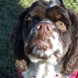 Cocker Spaniel Eye Problems and Solutions - Fidose of Reality