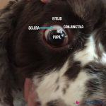 Cocker Spaniel Eye Problems and Solutions - Fidose of Reality