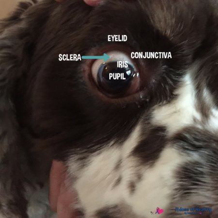 Cocker Spaniel Eye Problems and Solutions - Fidose of Reality