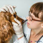 Cocker Spaniel Eye Problems and Solutions - Fidose of Reality