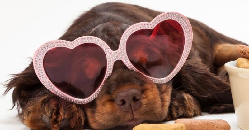 Problems and Solutions with Cocker Spaniel Eyes - Fidose of Reality