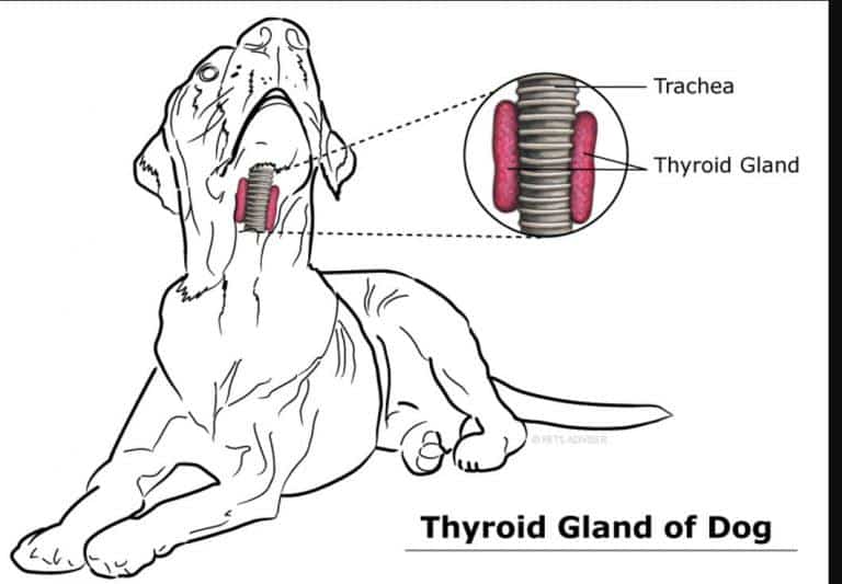 Dog Thyroid Problem or Dog Obesity - Fidose of Reality