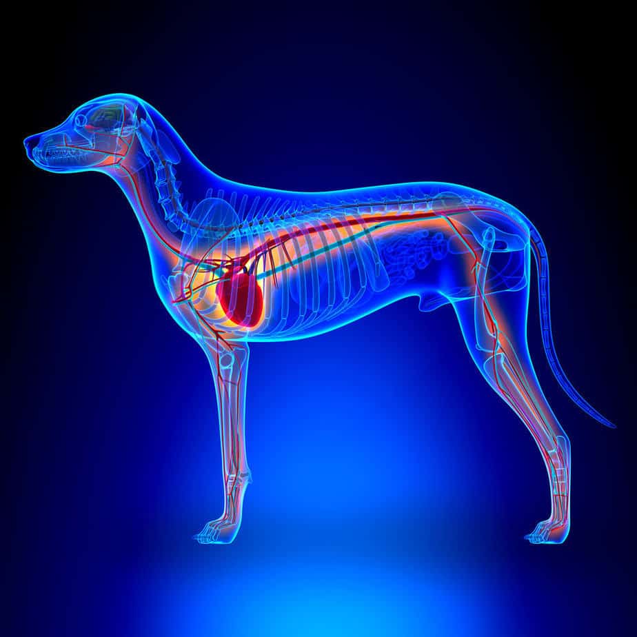 Help For Dogs With A Heart Murmur Fidose Of Reality Help For Dogs With A Heart Murmur Fidose Of Reality