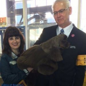American Cocker Spaniel Striker Comes Close at Westminster - Fidose of ...