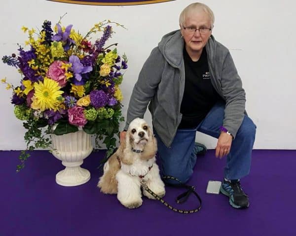 Cocker Spaniel Road to Agility at Westminster - Fidose of Reality