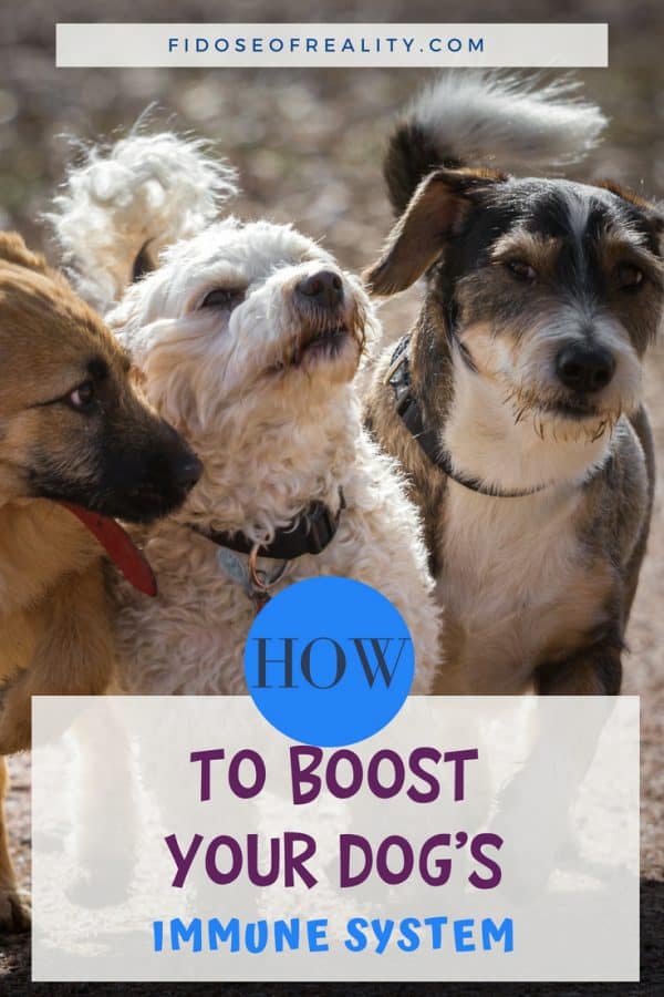 Everything Guide To Immune Support For Dogs - Fidose of Reality