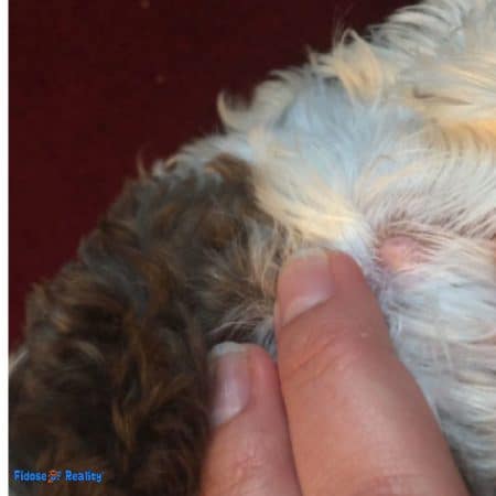 How To Treat And Prevent Lipomas in Dogs - Fidose of Reality