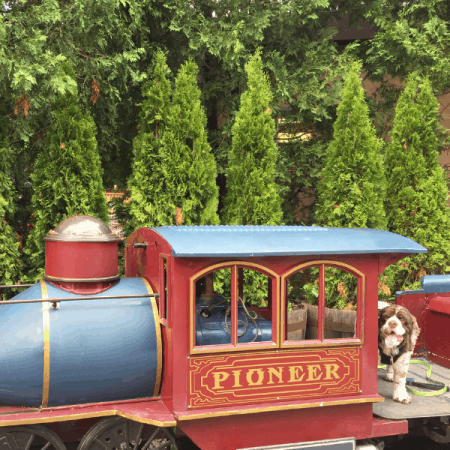 Pet Friendly Lehigh Gorge Railway And Giveaway - Fidose of Reality