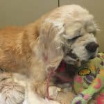 Can A Dog Live Without A Gallbladder? What To Know - Fidose of Reality