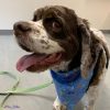 Colitis In A Cocker Spaniel: What Pet Parents Should Do - Fidose of Reality
