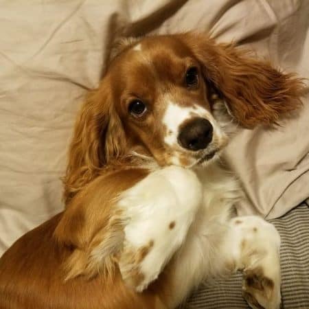 Cocker Spaniels Are Like Potato Chips, You Can't Have Just One - Fidose ...