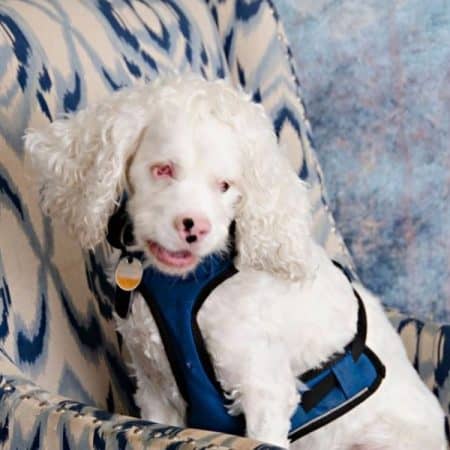 The Truth Behind The Merle Cocker Spaniels Controversy - Fidose of Reality