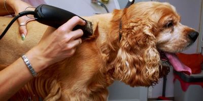 Grooming A Cocker Spaniel At Home Tips and Tricks - Fidose of Reality