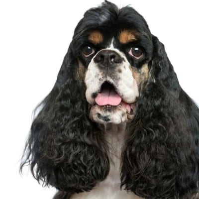 Do Dogs With Long Eyelashes Suffer Eye Problems? - Fidose of Reality