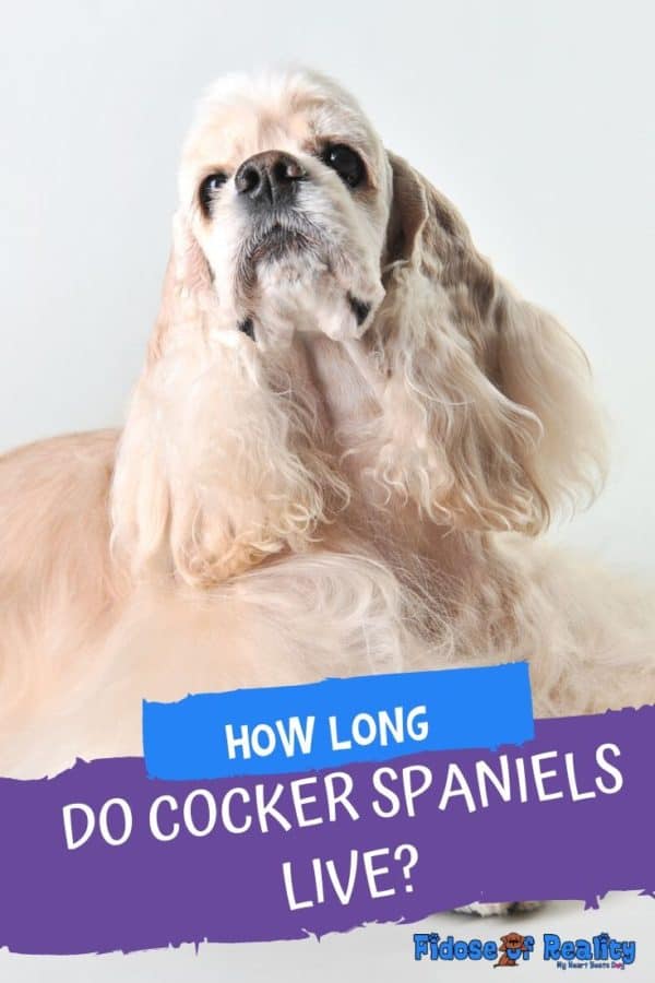 Average Lifespan of a Cocker Spaniel Plus Tips To Live Longer - Fidose ...