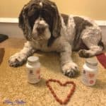 What Is The Best CoQ10 For Dogs? - Fidose of Reality