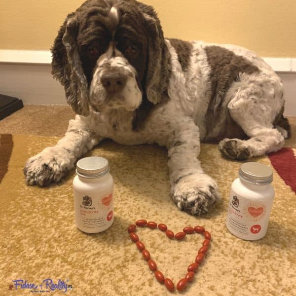 What Is The Best CoQ10 For Dogs? - Fidose of Reality