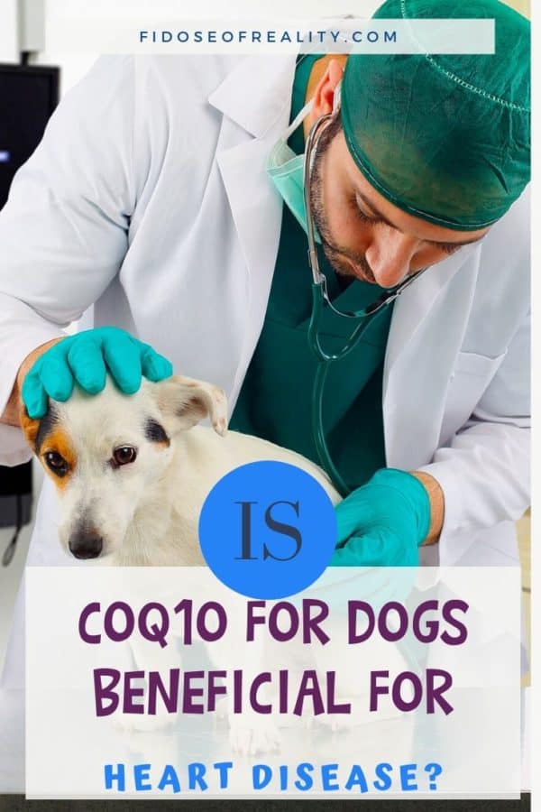What Is The Best CoQ10 For Dogs? - Fidose of Reality