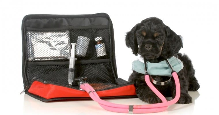 What Is The Best CoQ10 For Dogs? - Fidose of Reality