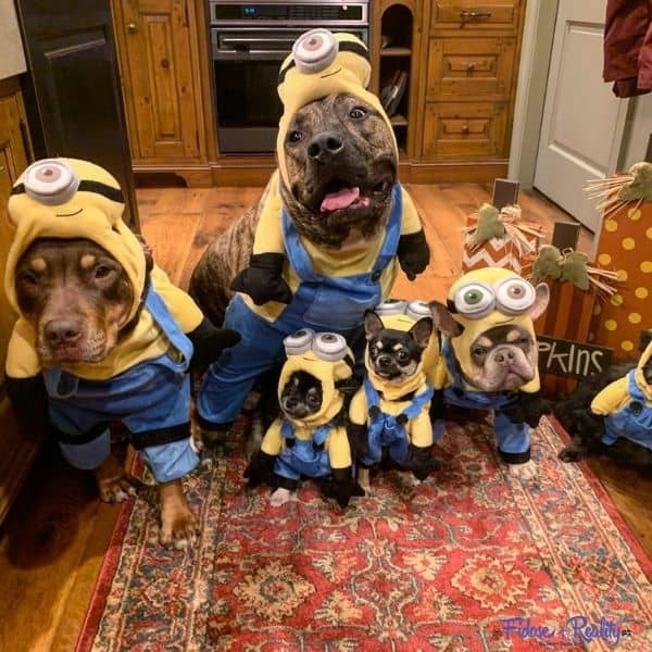 90 Best Dog Halloween Costumes - Fidose of Reality