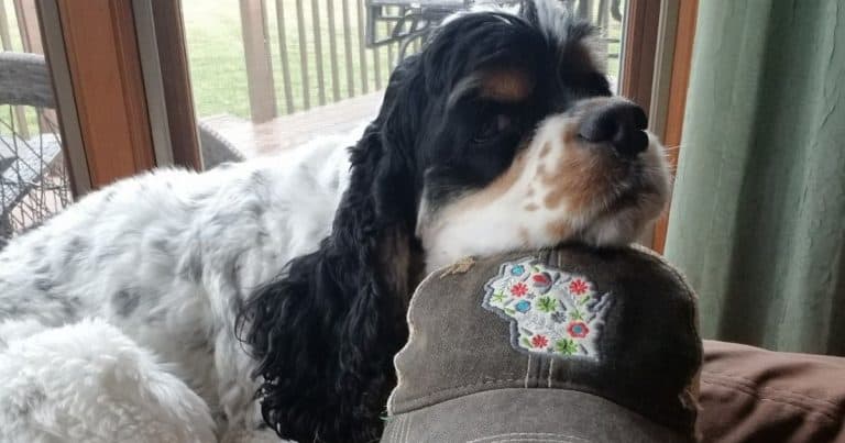 Cocker Spaniel Eye Problems and Solutions - Fidose of Reality