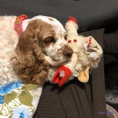 Cocker Spaniel Glaucoma: Surgical And Nonsurgical Options - Fidose of ...