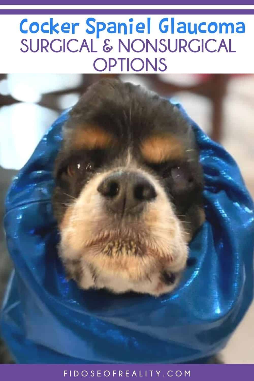 Cocker Spaniel Glaucoma: Surgical And Nonsurgical Options - Fidose of ...