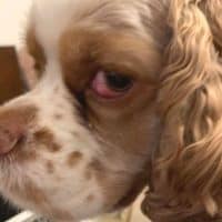 Cocker Spaniel Eye Problems and Solutions - Fidose of Reality