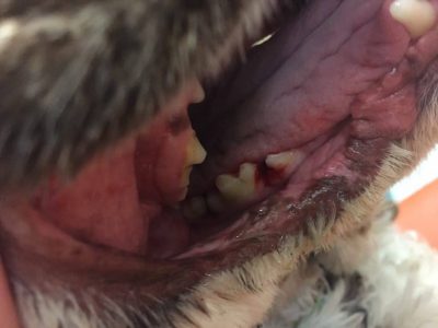 IMT In Dogs: How My Dog Survived An Autoimmune Disease - Fidose of Reality