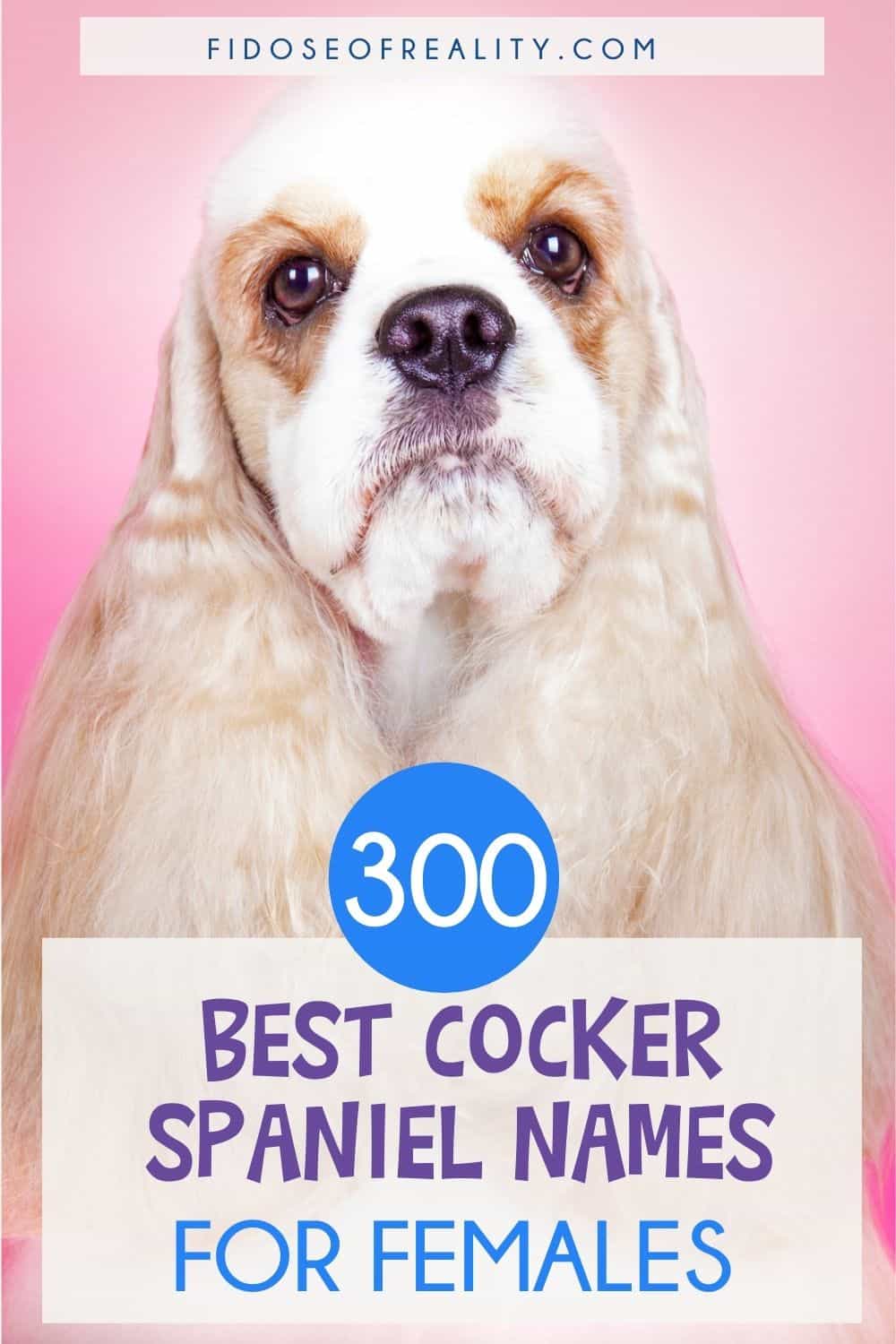 300 Best Cocker Spaniel Names For Females - Fidose of Reality