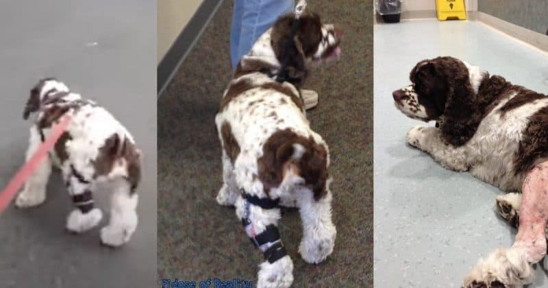 Problems With The Gallbladder In Dogs: What To Know - Fidose of Reality