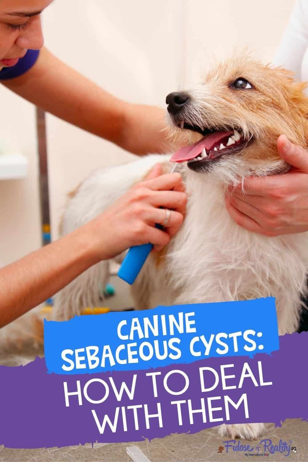 Sebaceous Cysts in Dog: How To Treat These Skin Tumors - Fidose of Reality