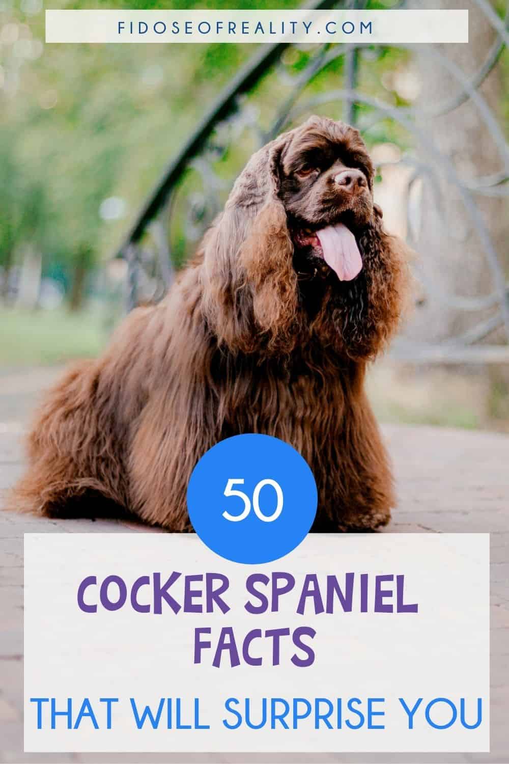 50 Cocker Spaniel Facts You Probably Don’t Know - Fidose of Reality