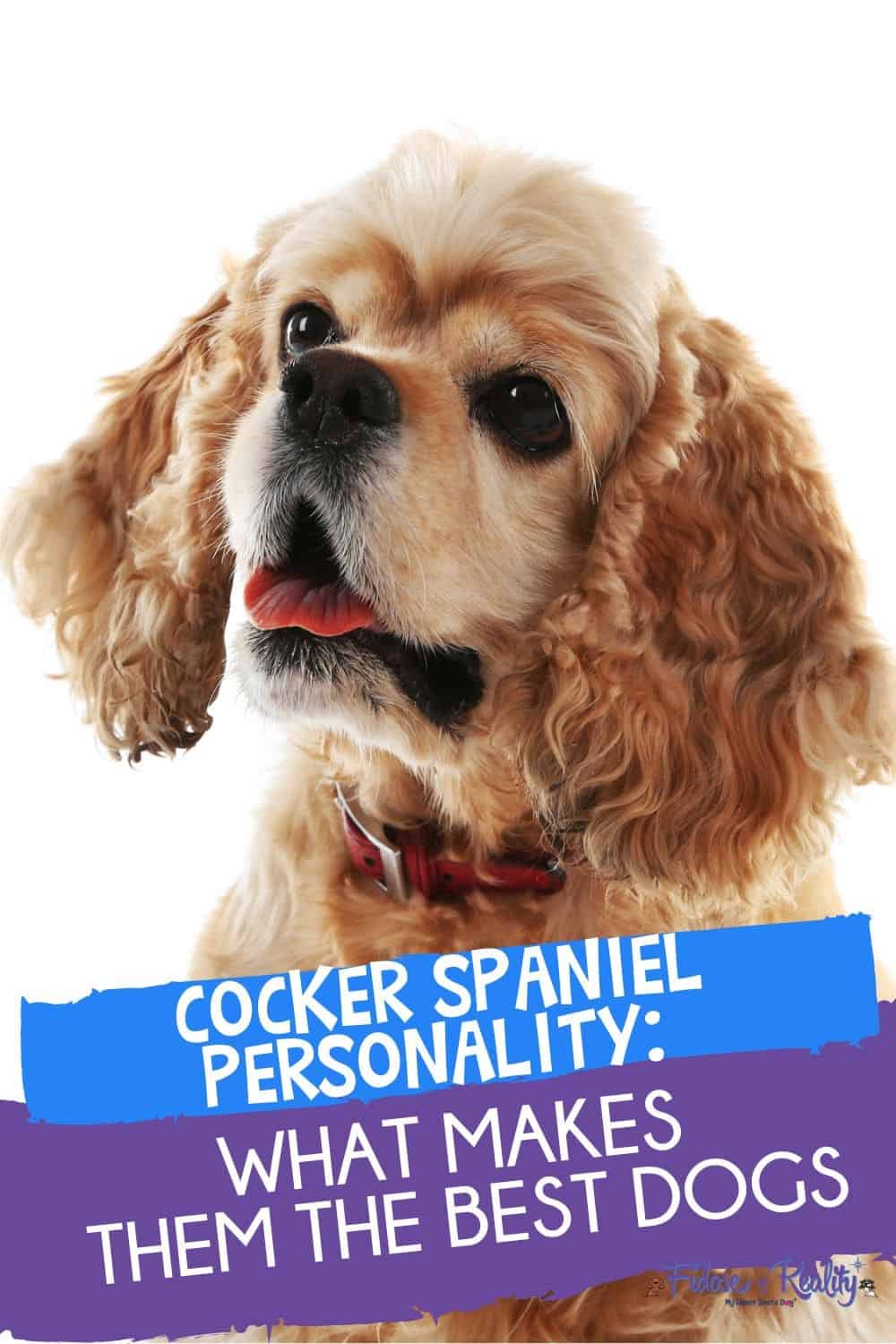 Cocker Spaniel Personality: Why Are Cockers The Best? - Fidose of Reality