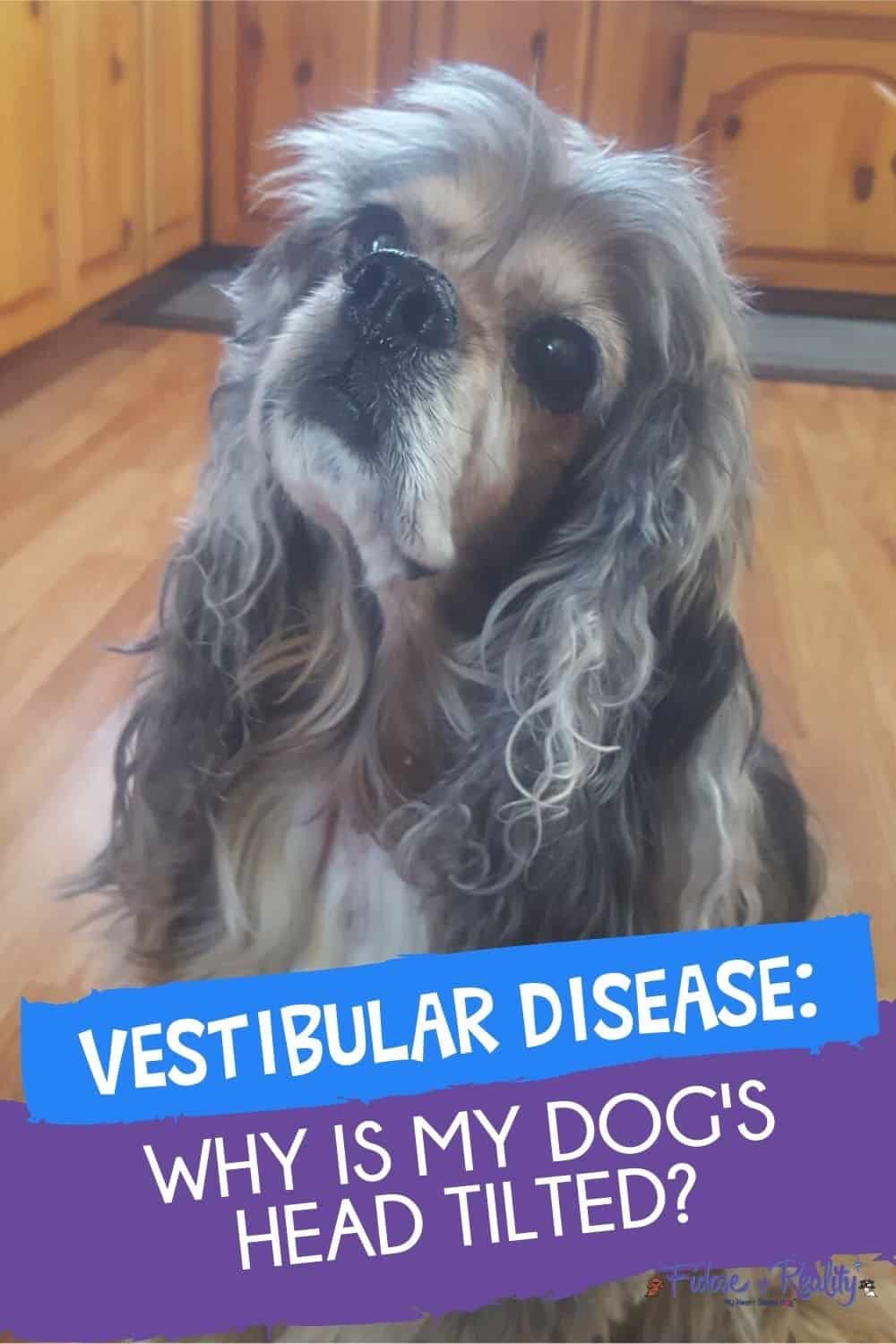 Vestibular Disease In Dogs: Why Is My Dog's Head Tilting? - Fidose of ...