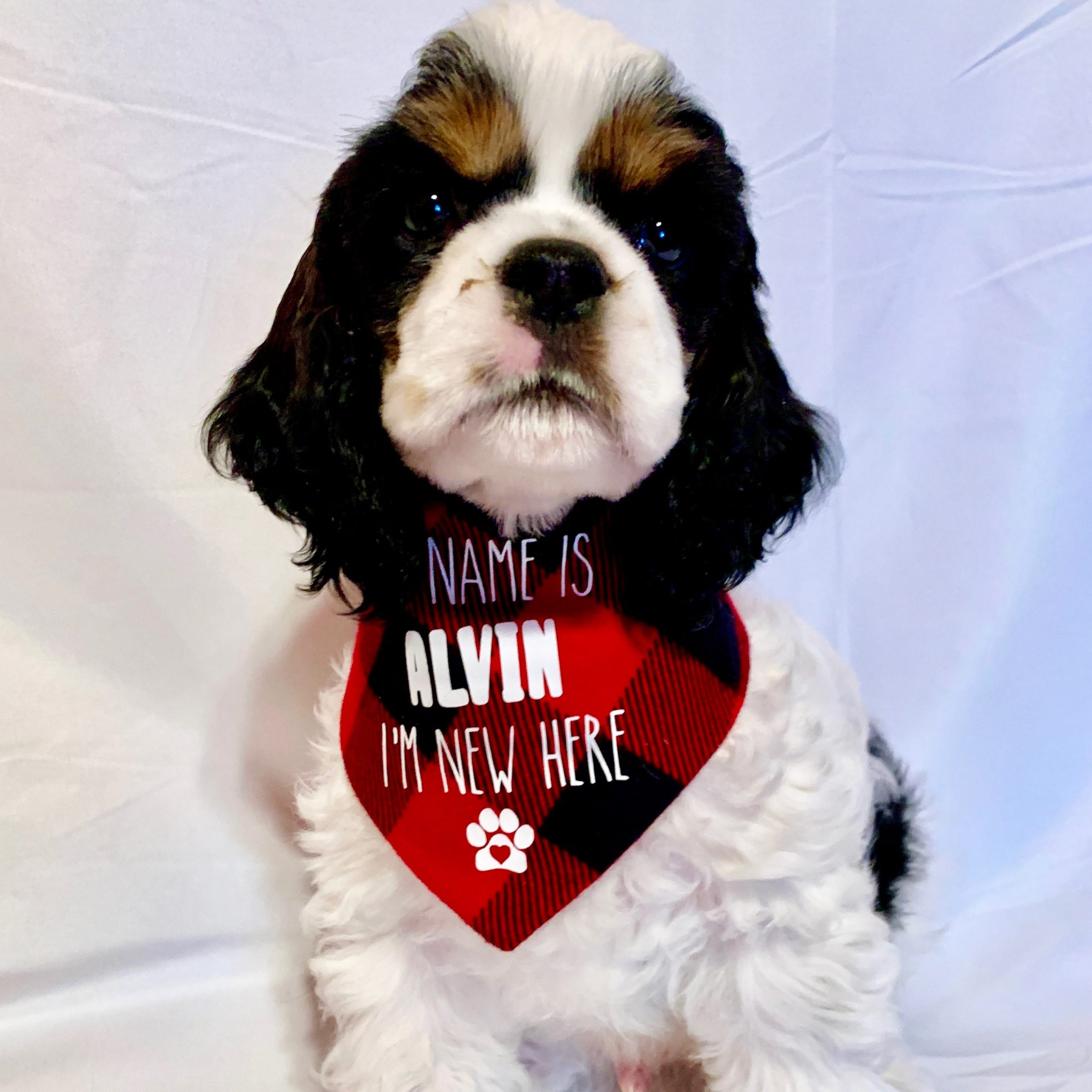 Cocker Spaniel Intelligence: How Smart Are These Dogs? - Fidose of Reality