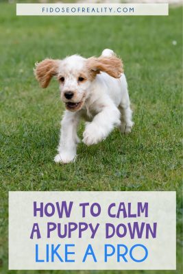 How To Calm a Puppy Down Like A Pro - Fidose of Reality