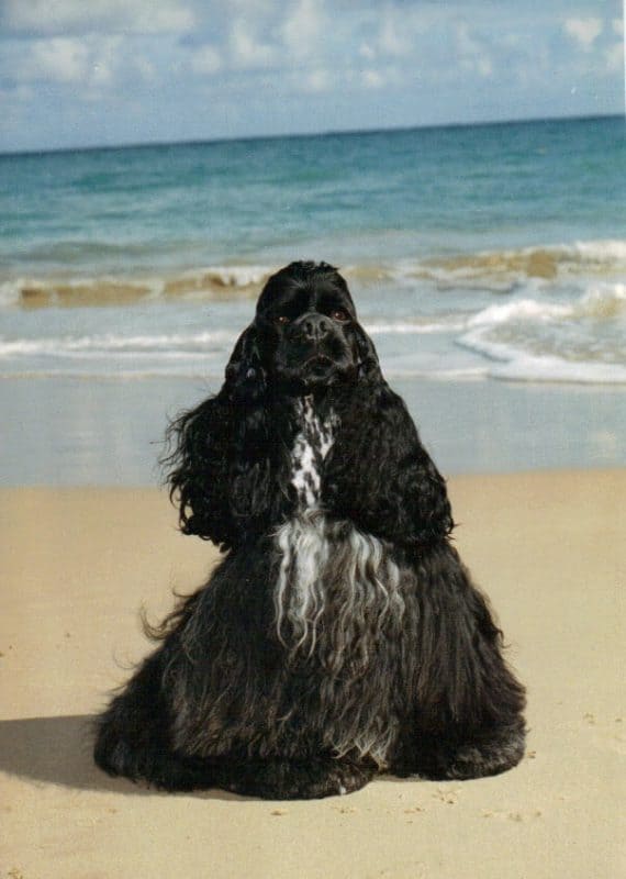 Expert Guide To Blue Roan Cocker Spaniel Dogs - Fidose of Reality