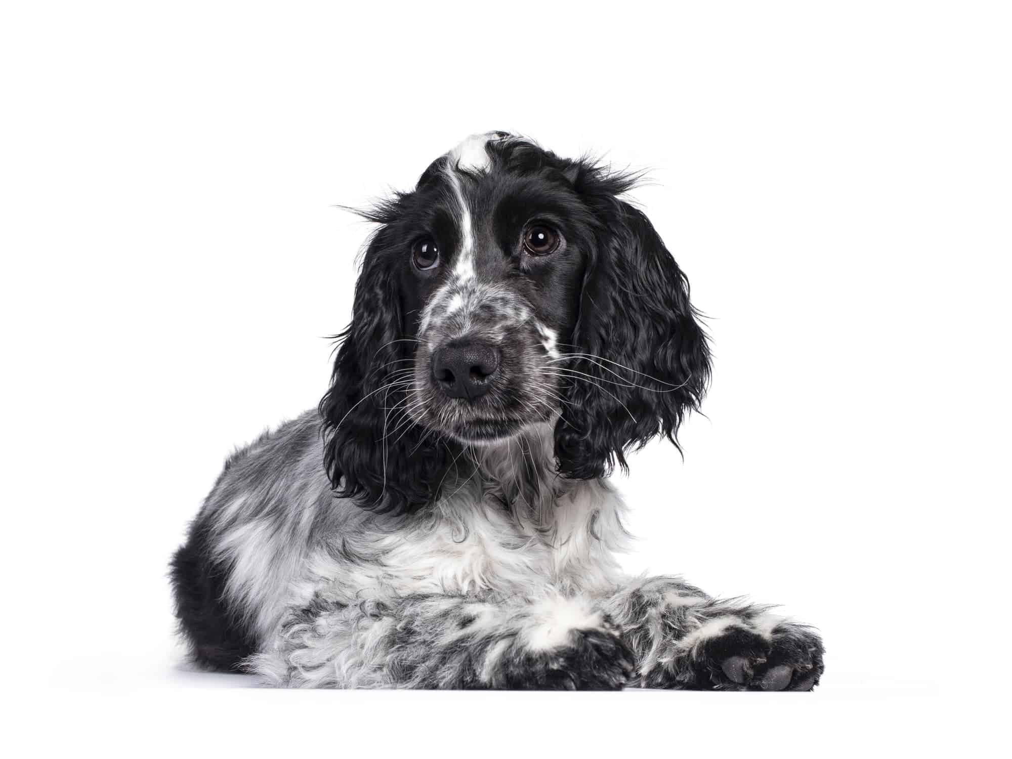 Expert Guide To Blue Roan Cocker Spaniel Dogs - Fidose of Reality