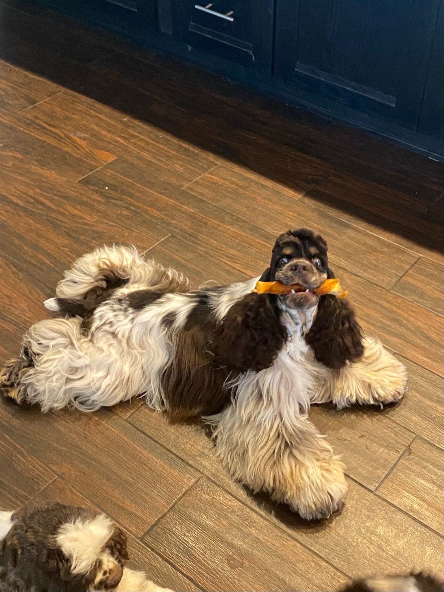 Expert Guide To Blue Roan Cocker Spaniel Dogs - Fidose of Reality