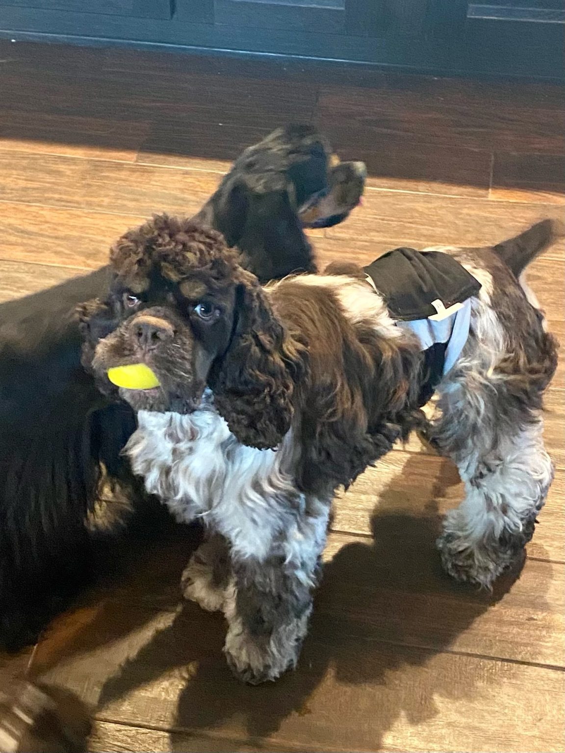 Expert Guide To Blue Roan Cocker Spaniel Dogs - Fidose of Reality