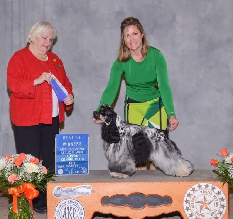 Expert Guide To Blue Roan Cocker Spaniel Dogs - Fidose of Reality