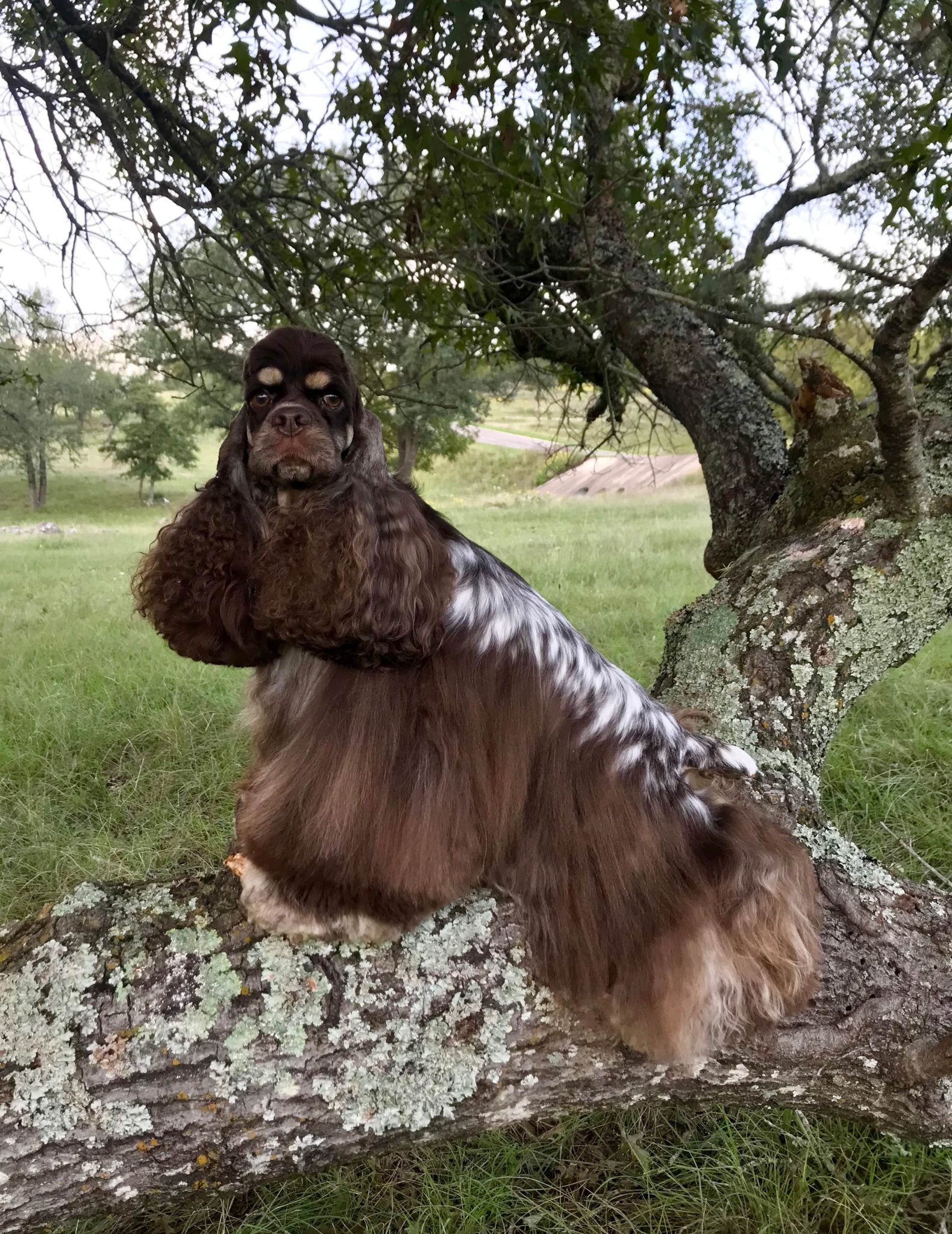 Expert Guide To Blue Roan Cocker Spaniel Dogs - Fidose of Reality