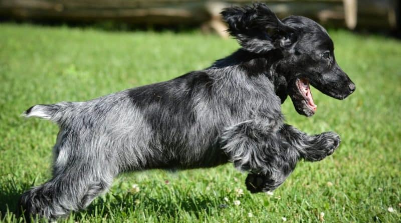 Expert Guide To Blue Roan Cocker Spaniel Dogs - Fidose of Reality