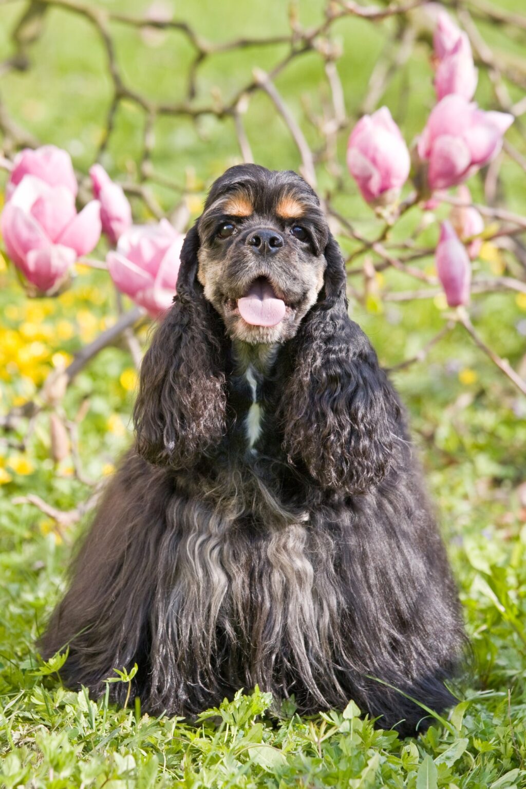 American Vs English Cocker Spaniel Differences - Fidose of Reality